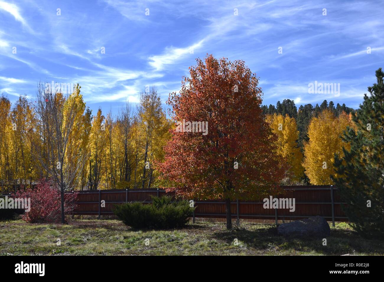 Leaves changing color in Flagstaff Arizona Stock Photo - Alamy
