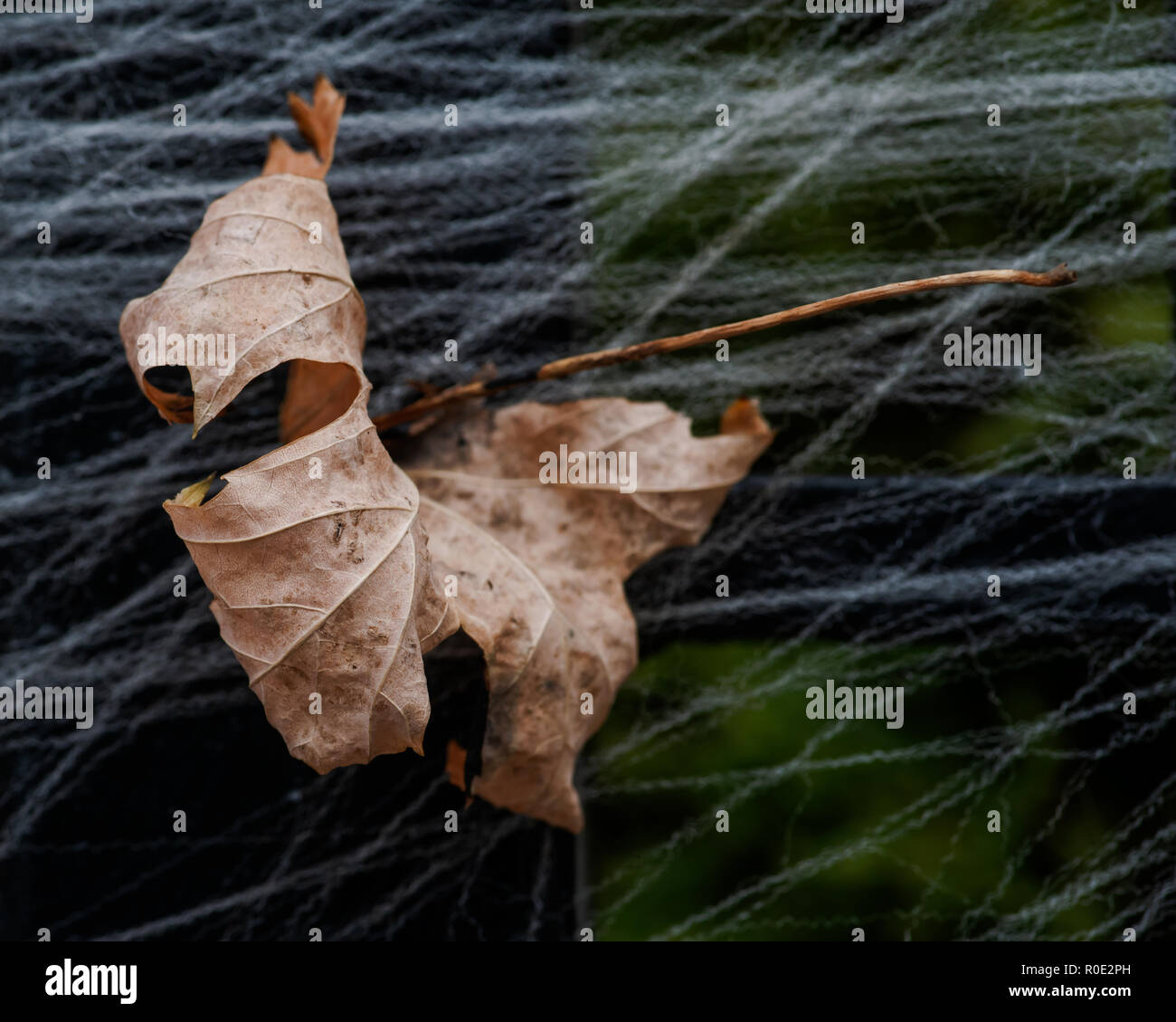Autumn dry leaf on fence with fake halloween glow stretch spider web ...