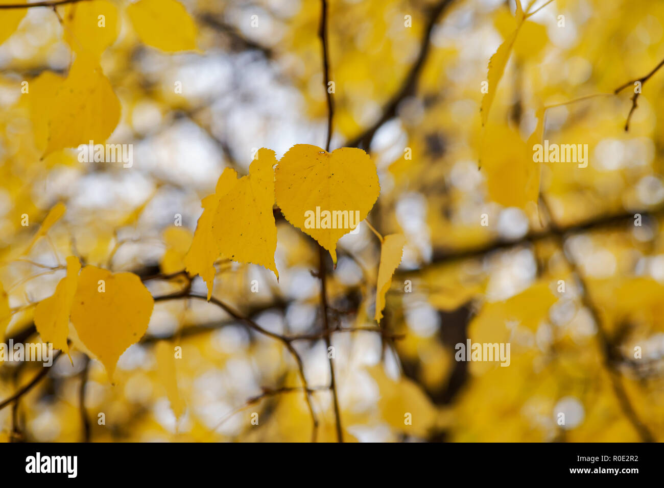 Yellow autumn leaves on a tree like art texture, background Stock Photo ...