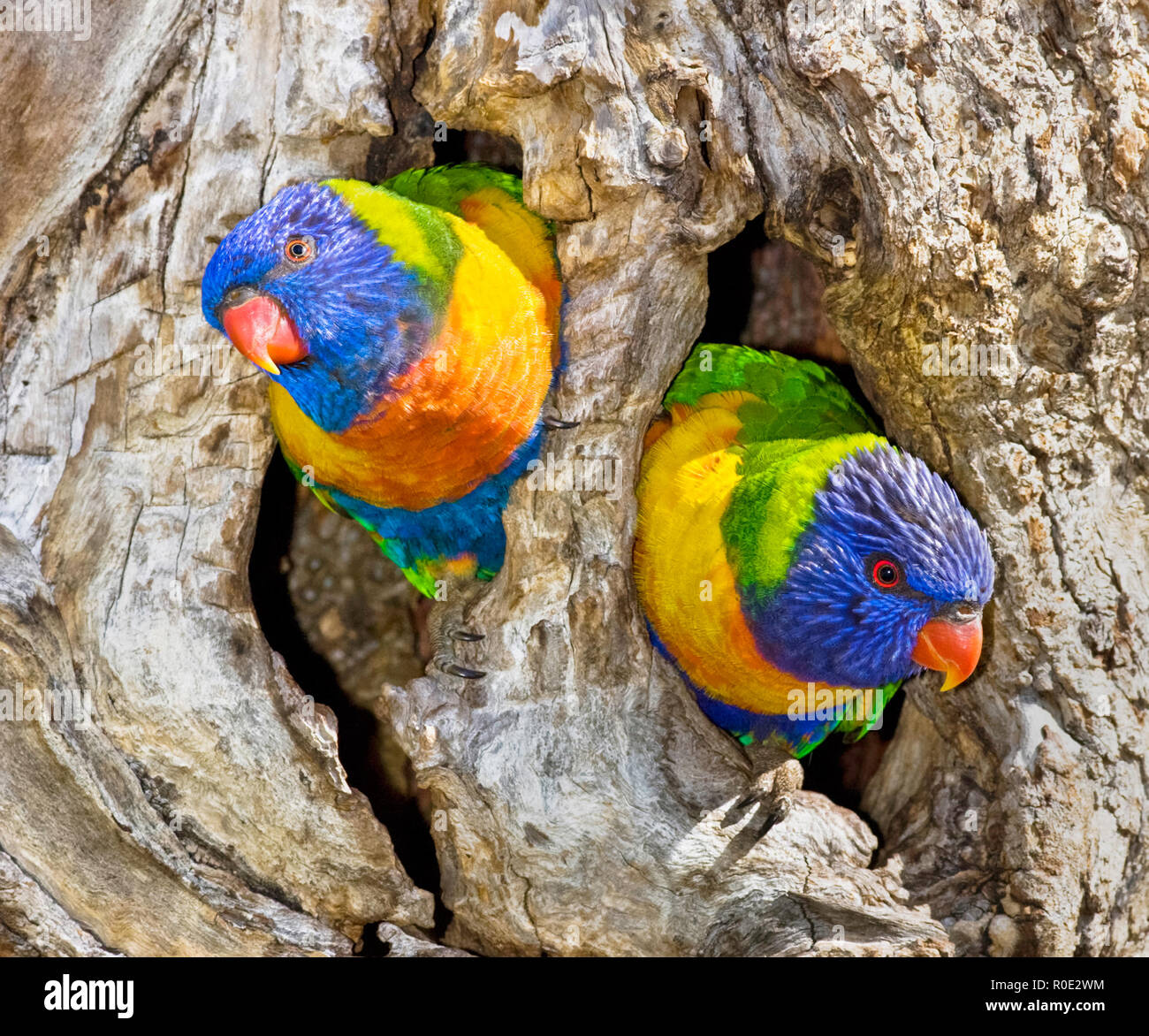 Rainbow lorikeet at nest hi-res stock photography and images - Alamy