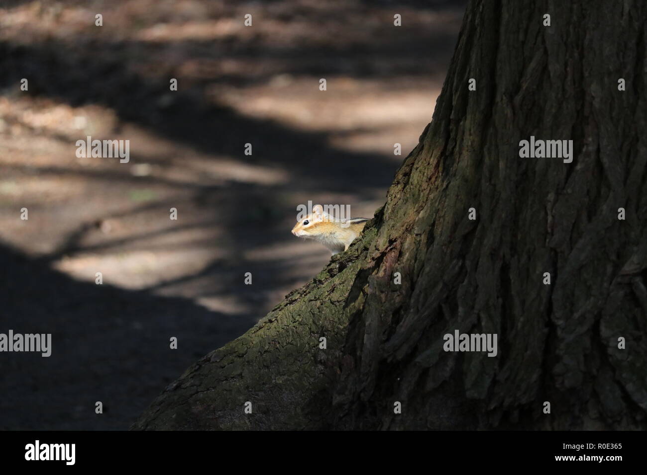 Chipmunk Hiding Behind Tree Stock Photo - Alamy