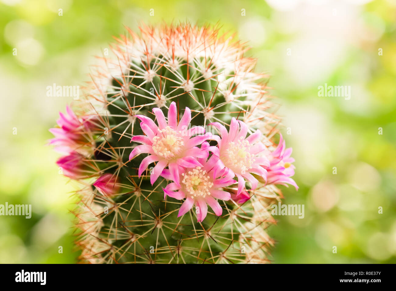 Hot pink cactus flower hi-res stock photography and images - Alamy