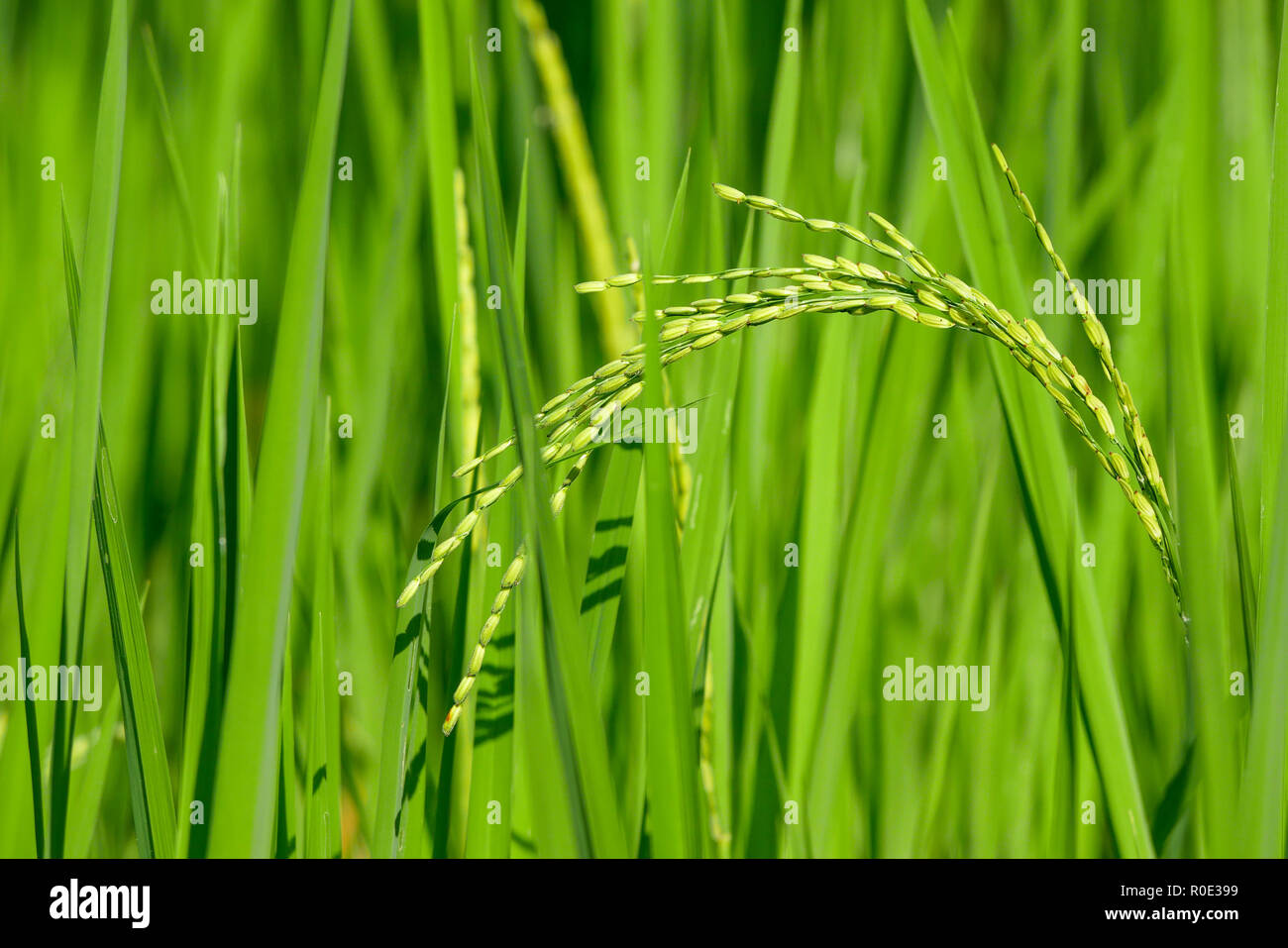 Green ear of rice in paddy rice field Stock Photo - Alamy