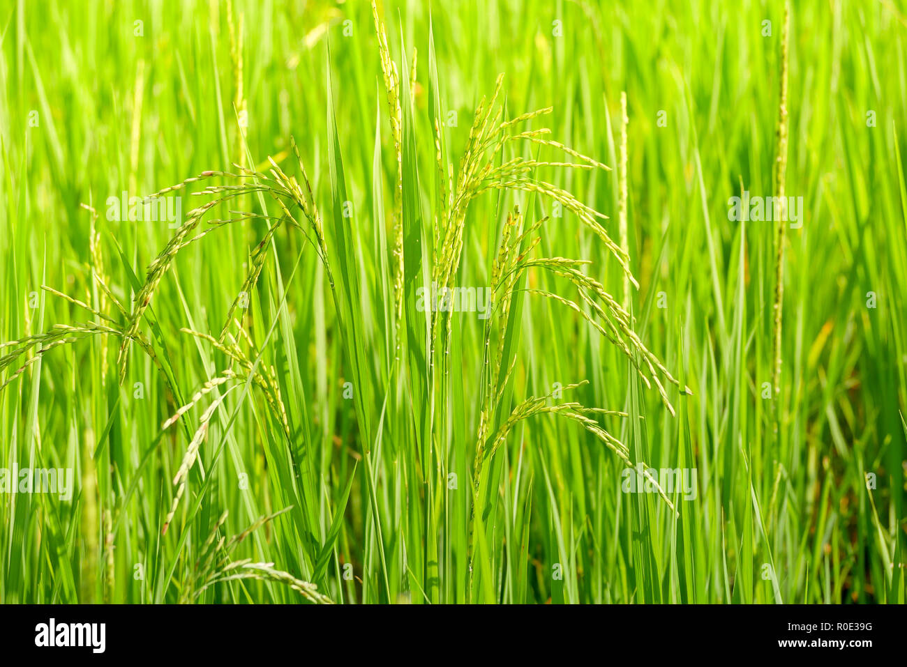 Green ear of rice in paddy rice field Stock Photo - Alamy