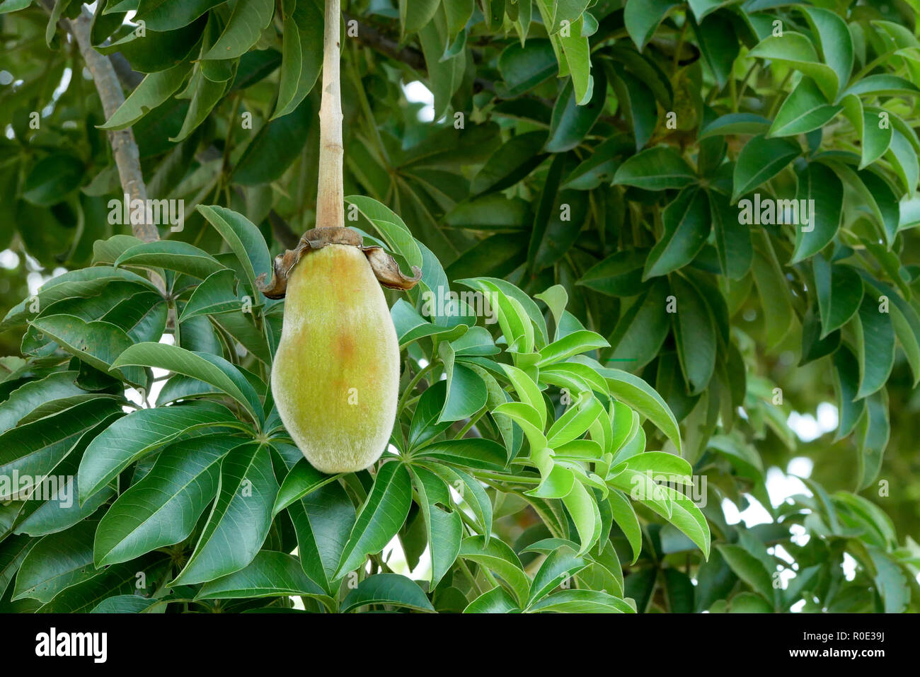 African baobab fruit or Monkey bread Stock Photo - Alamy