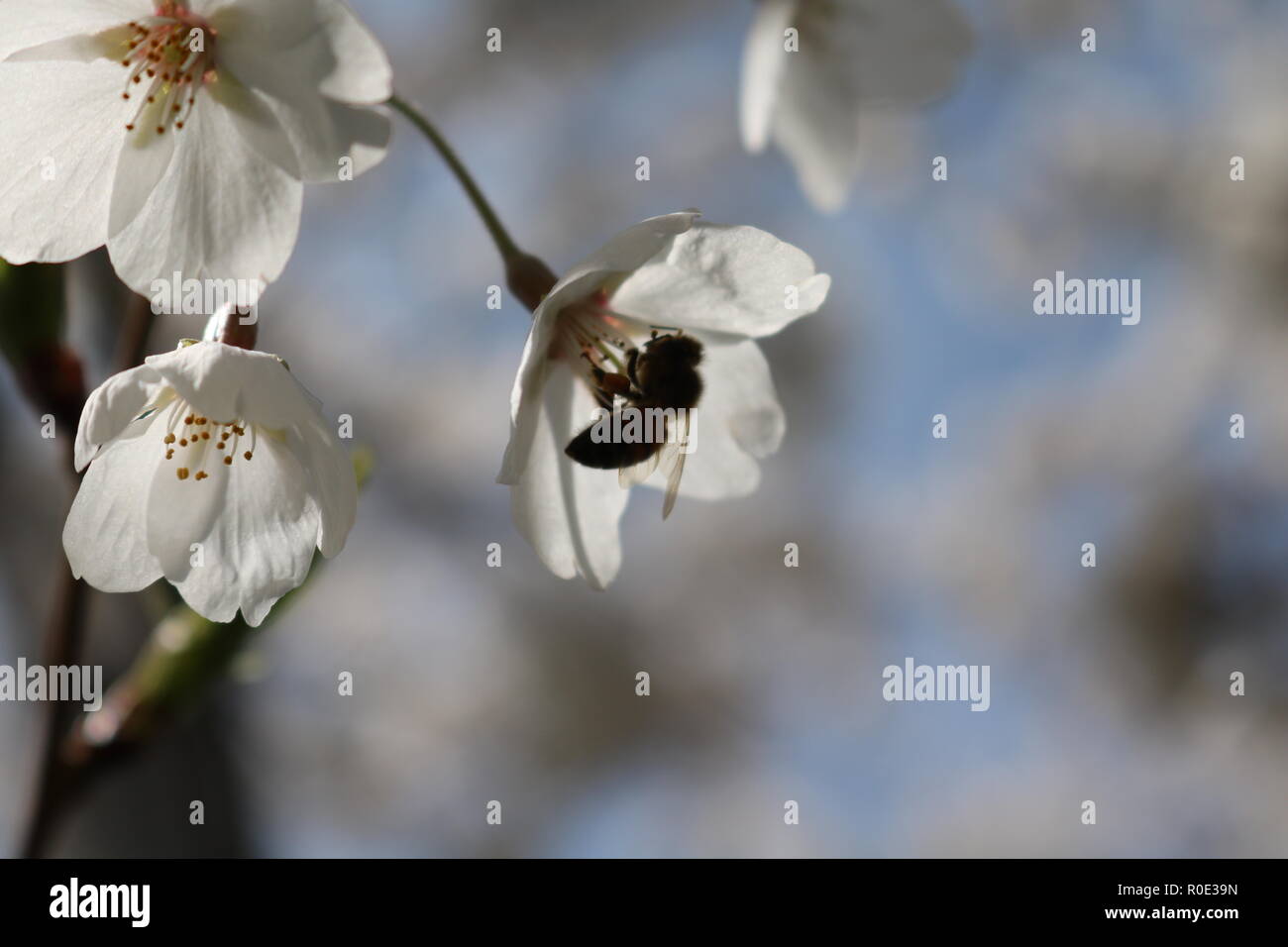 White Flower Bee Pollination Stock Photo - Alamy