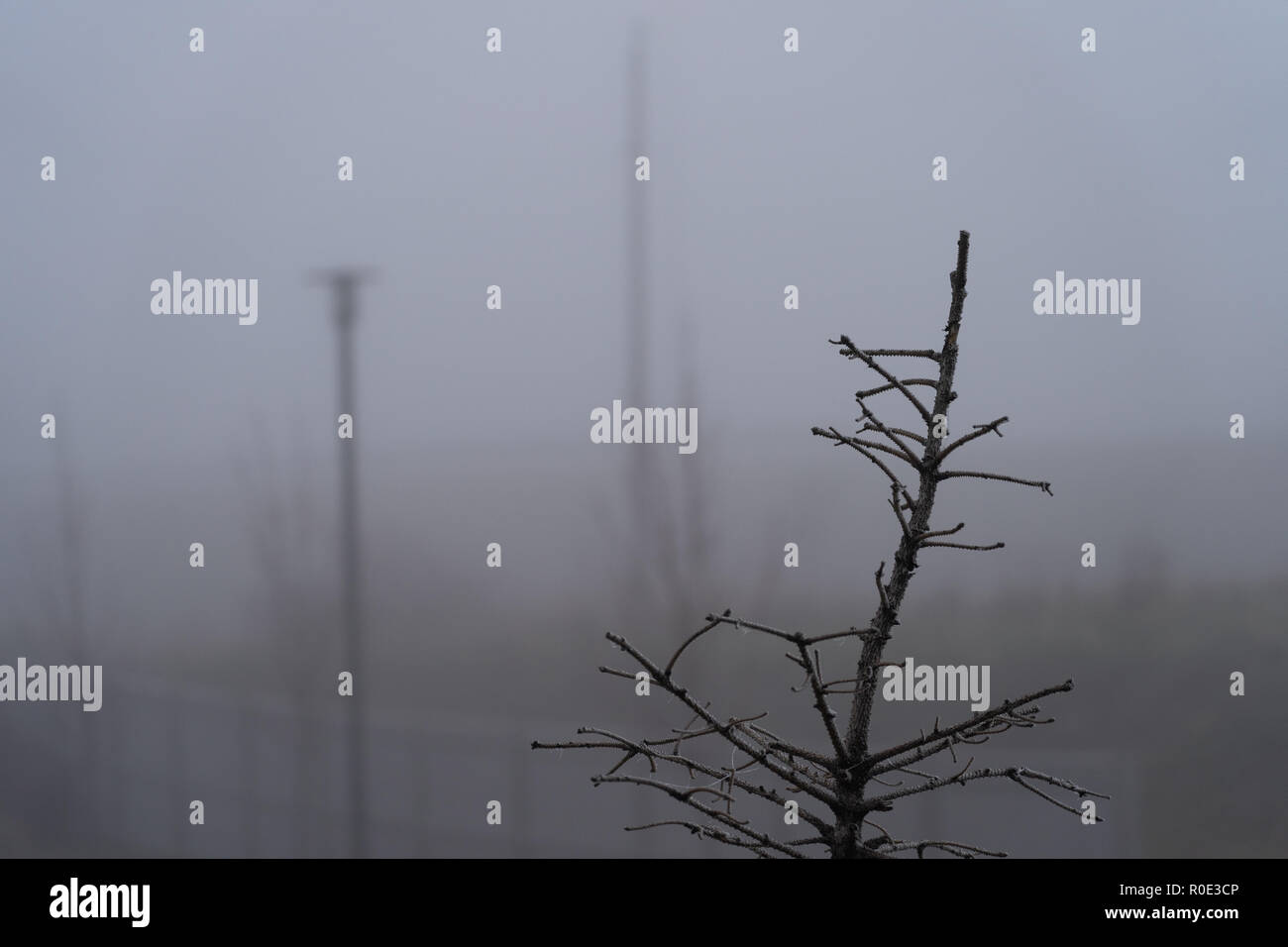 Outdoor Park in Residential area with heavy fog Stock Photo - Alamy