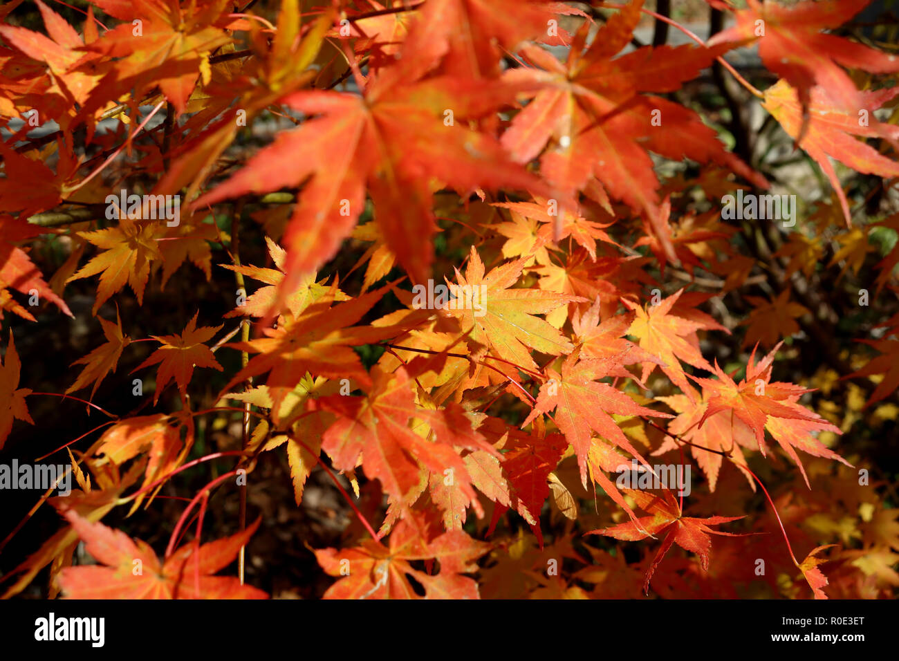 Akita japan autumn hi-res stock photography and images - Alamy