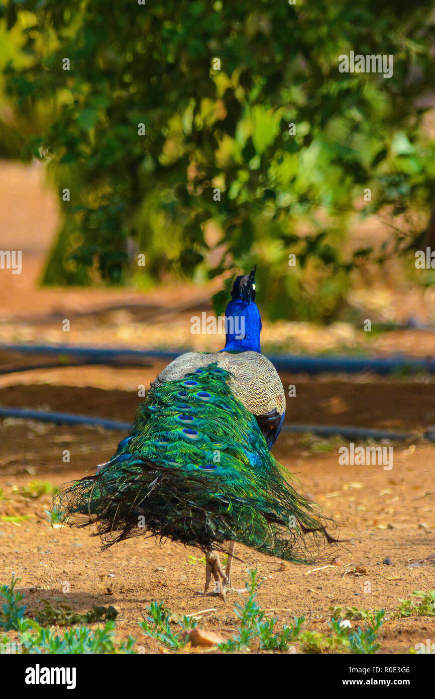 Peacock Shape Stock Photos & Peacock Shape Stock Images - Alamy