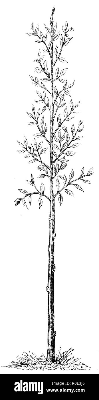 Promotion of stem growth through conservation of small lateral branches ...
