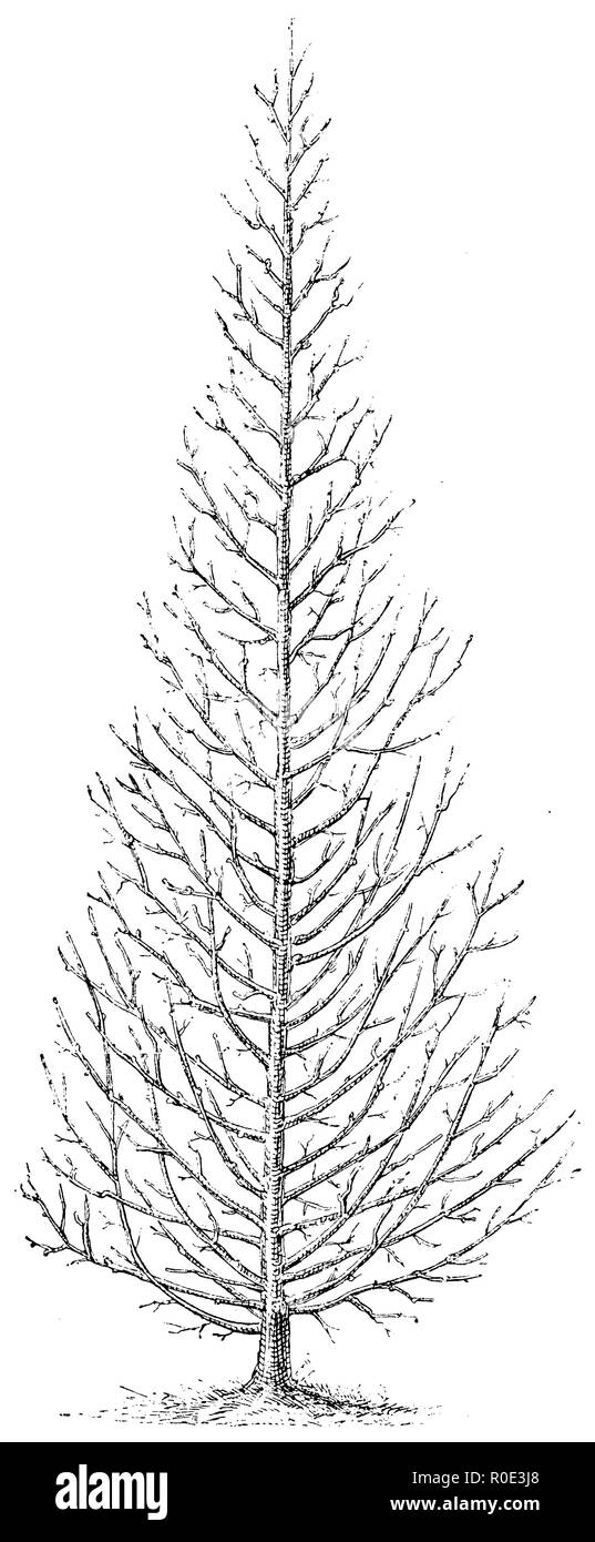 Garden pyramide pyramid hi-res stock photography and images - Alamy