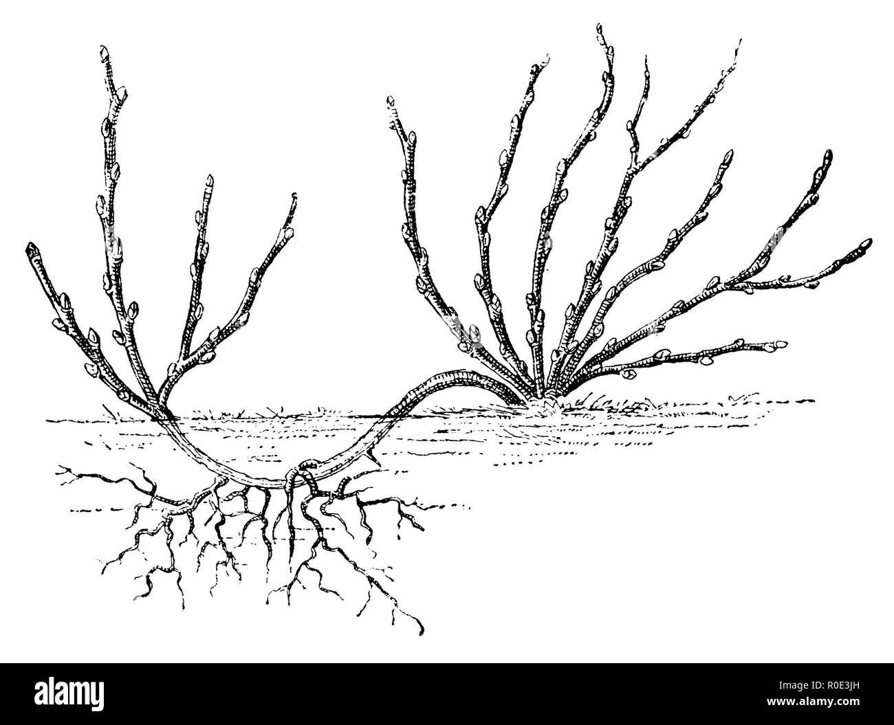 Propagation of shrubby fruit trees by offshoots, anonym 1911 Stock ...