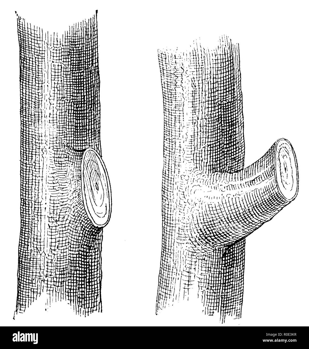 Cutting sawing Cut Out Stock Images & Pictures - Alamy