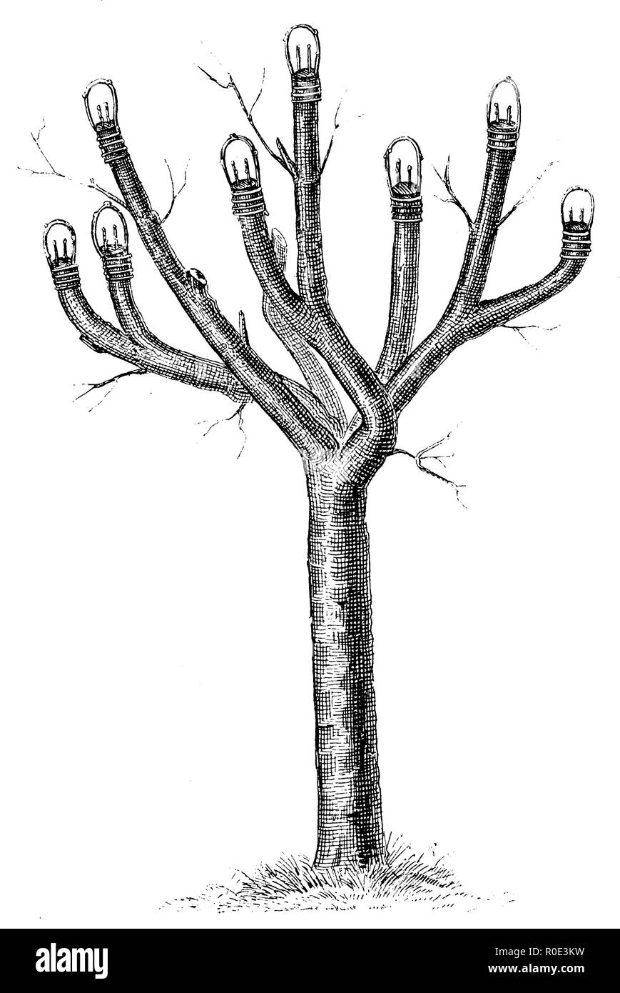 Apple grafting illustration hi-res stock photography and images - Alamy