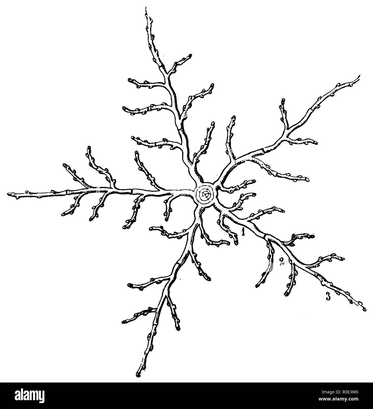 Schematic drawing of the upper flat-spreading branches of a five-year ...