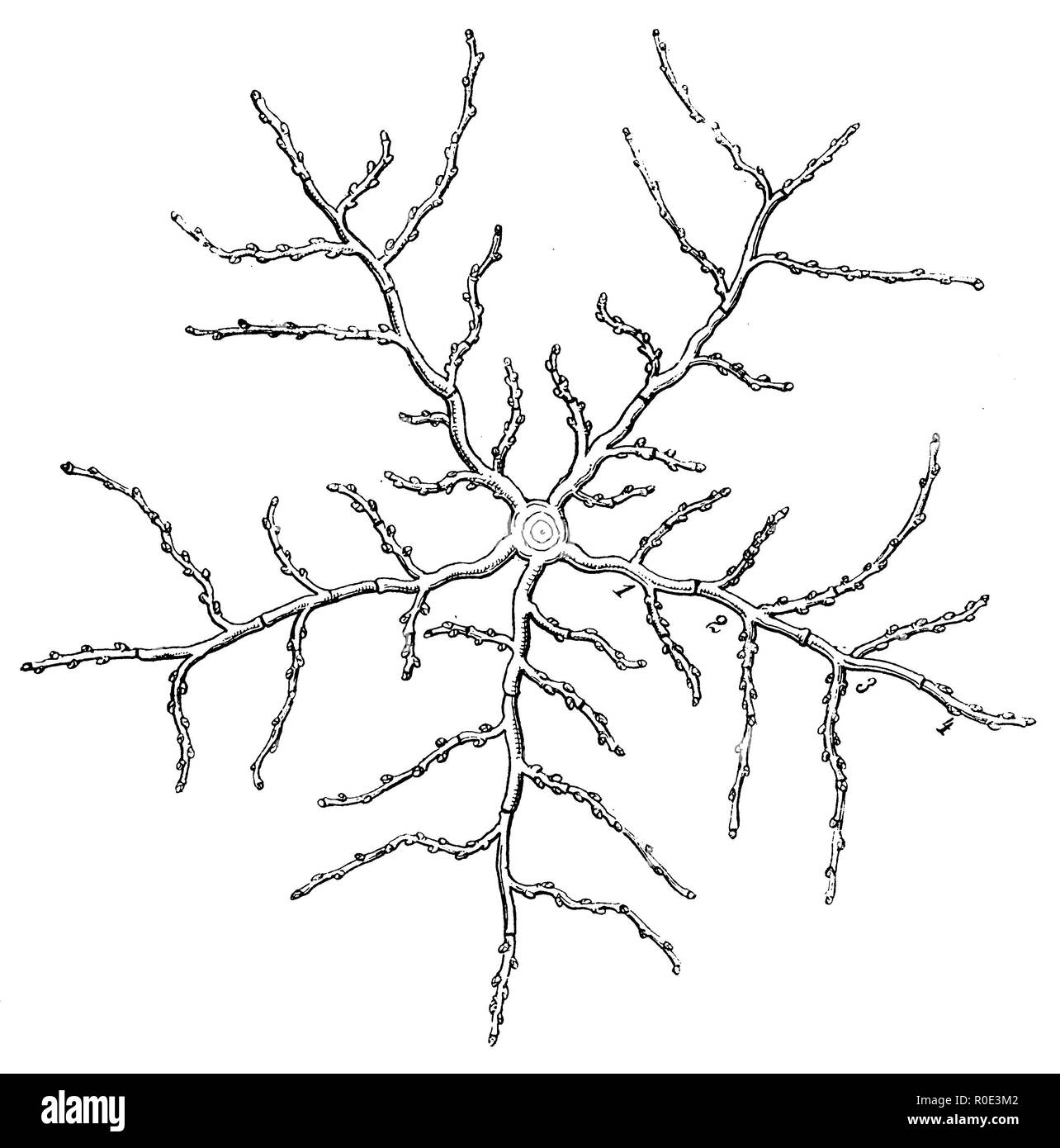 Schematic drawing of the middle flat spreading branches of a five-year ...