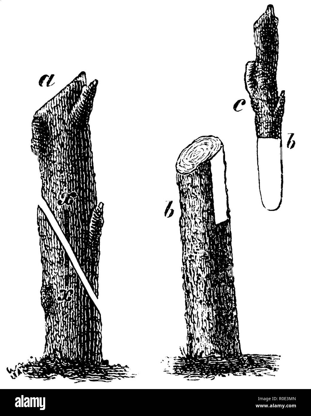 Pruning grafting horticulture hi-res stock photography and images - Alamy