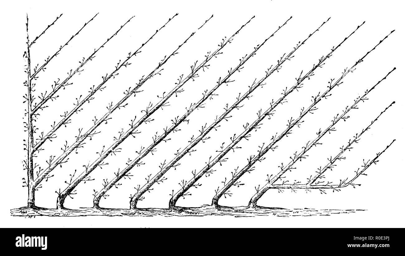 Cordon apple trees hi-res stock photography and images - Alamy