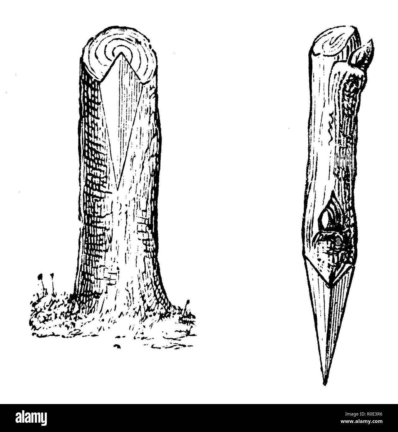 Grafting into the notch (trangulation, grafting with the teat foot ...