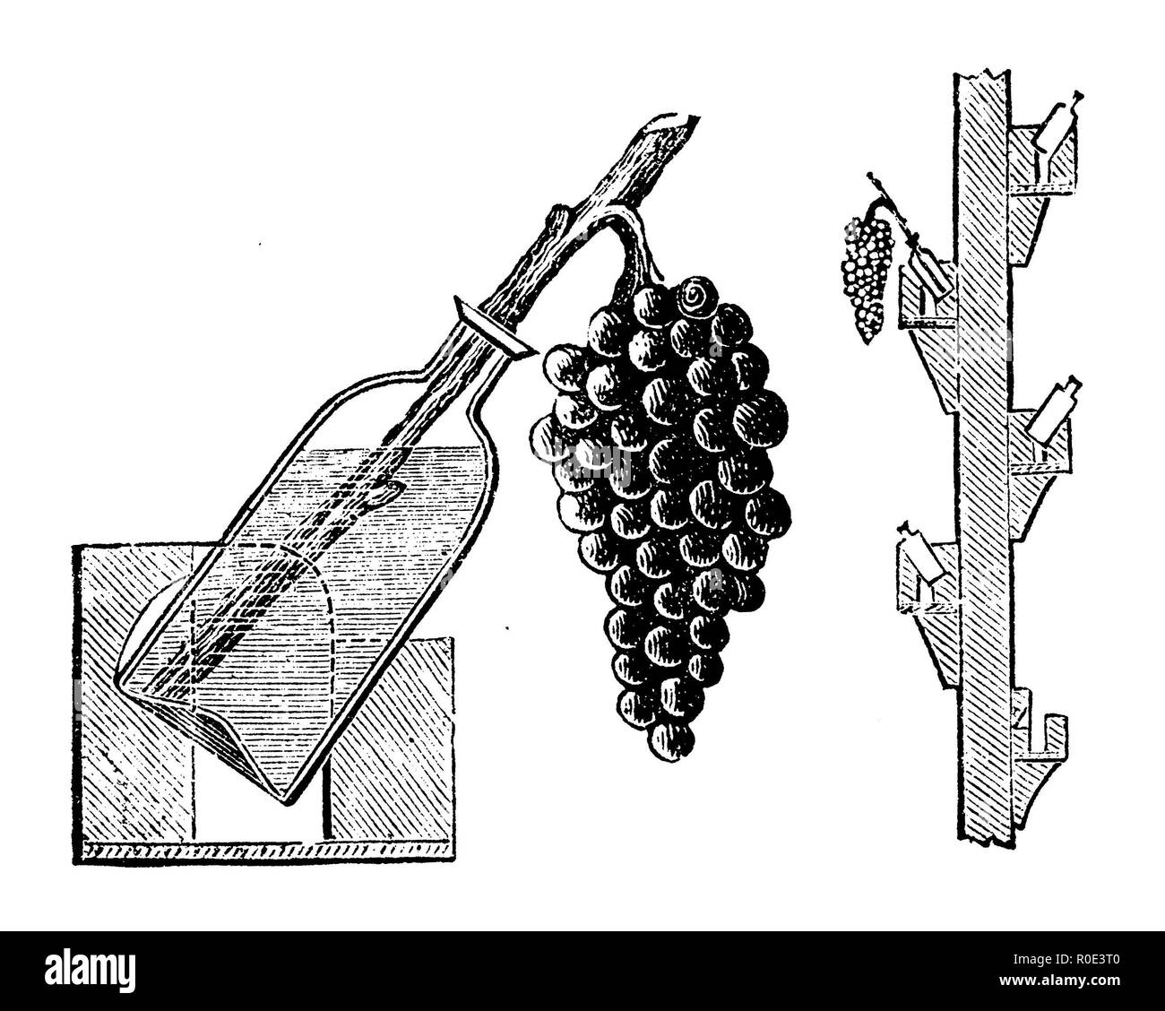 Grape garten hi-res stock photography and images - Alamy