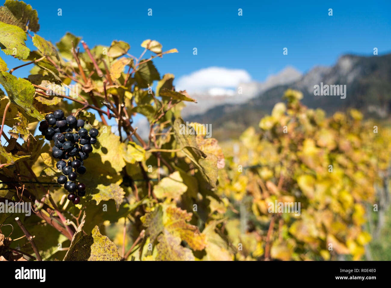 Blue pinot noir hi-res stock photography and images - Alamy