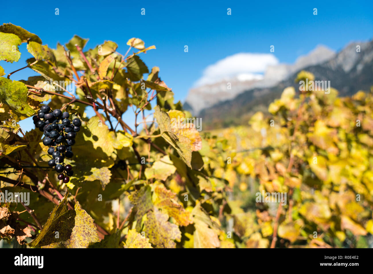 Blue pinot noir hi-res stock photography and images - Alamy
