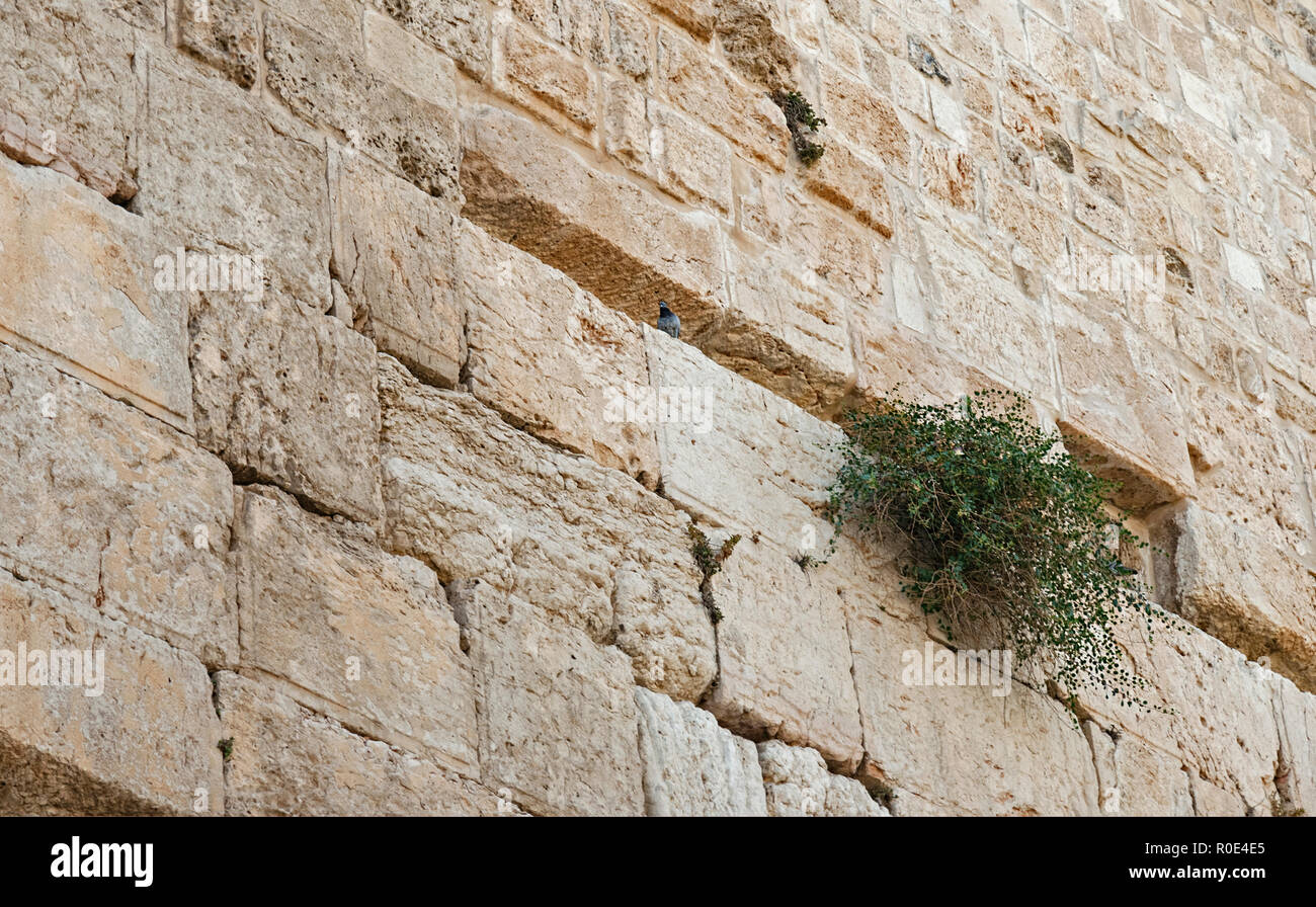 a pigeon and caper plant living on the western wall (the Kotel) in old ...