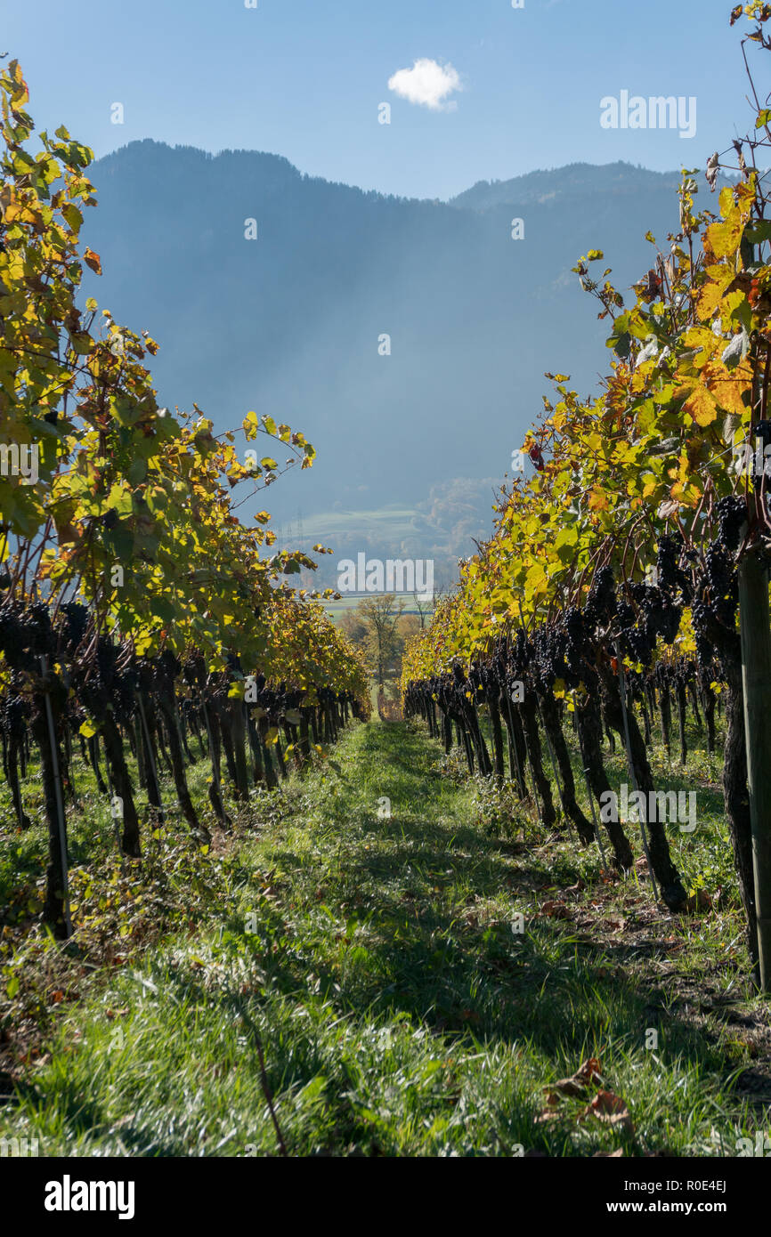 golden grapevines with ripe blue pinot noir grapes Stock Photo - Alamy