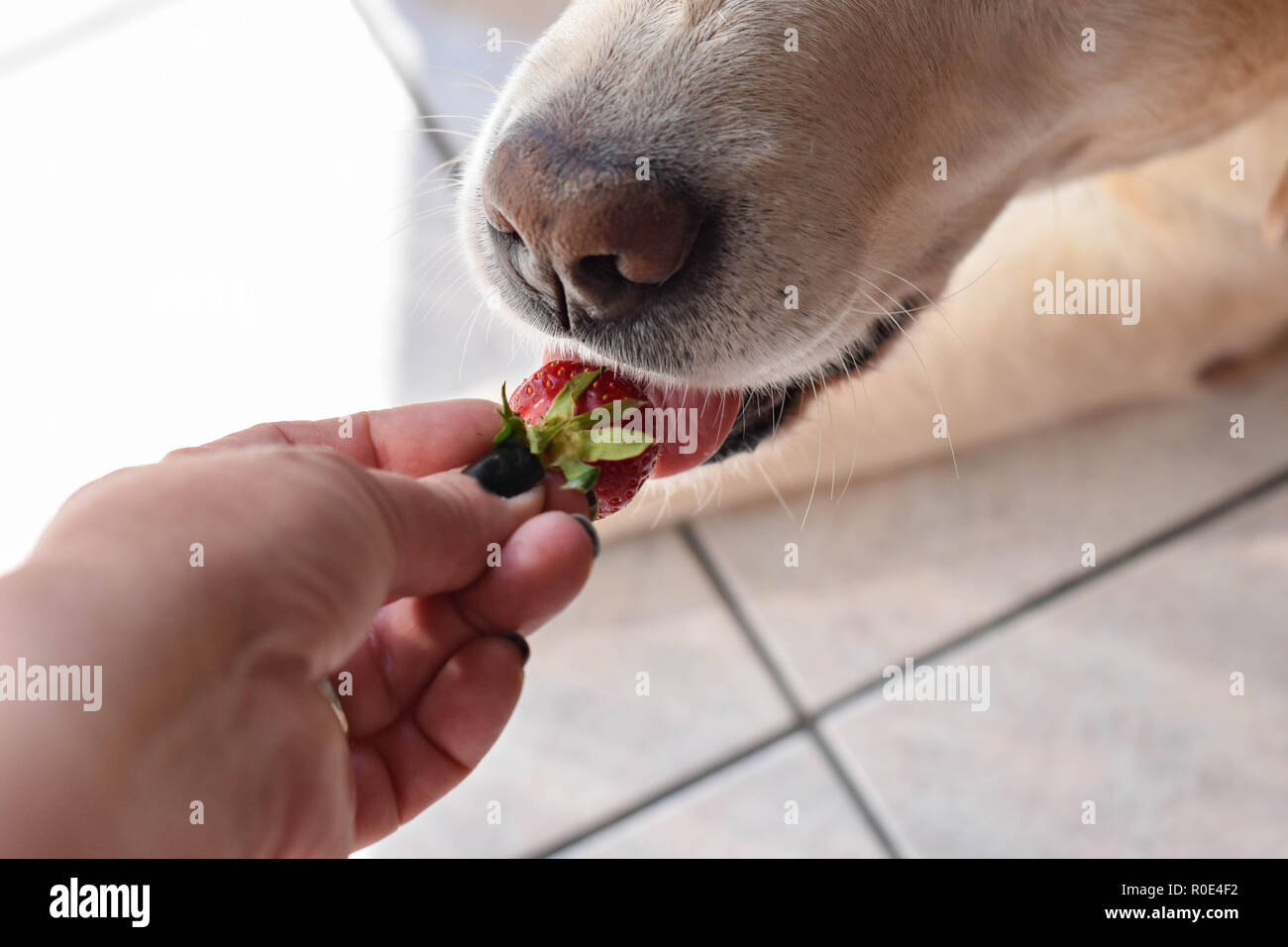 White Labrador retriever dog eating a strawberry fruit from owners hand ...