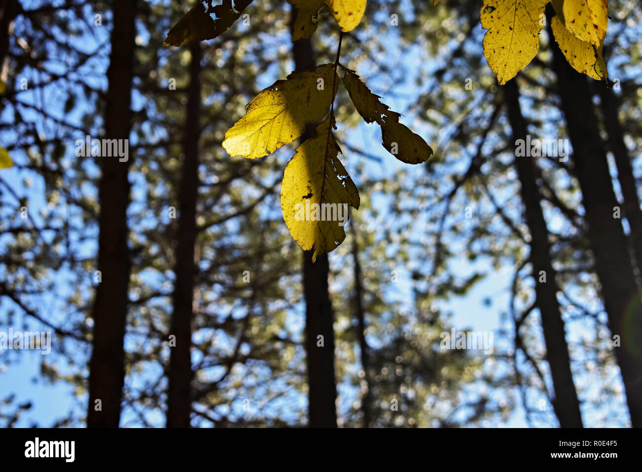 Falling yellow leaves hi-res stock photography and images - Alamy