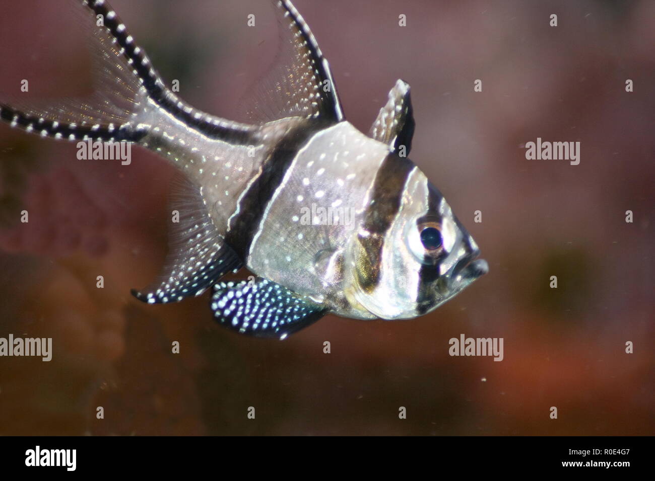 Banggai kardinalfisch hi-res stock photography and images - Alamy