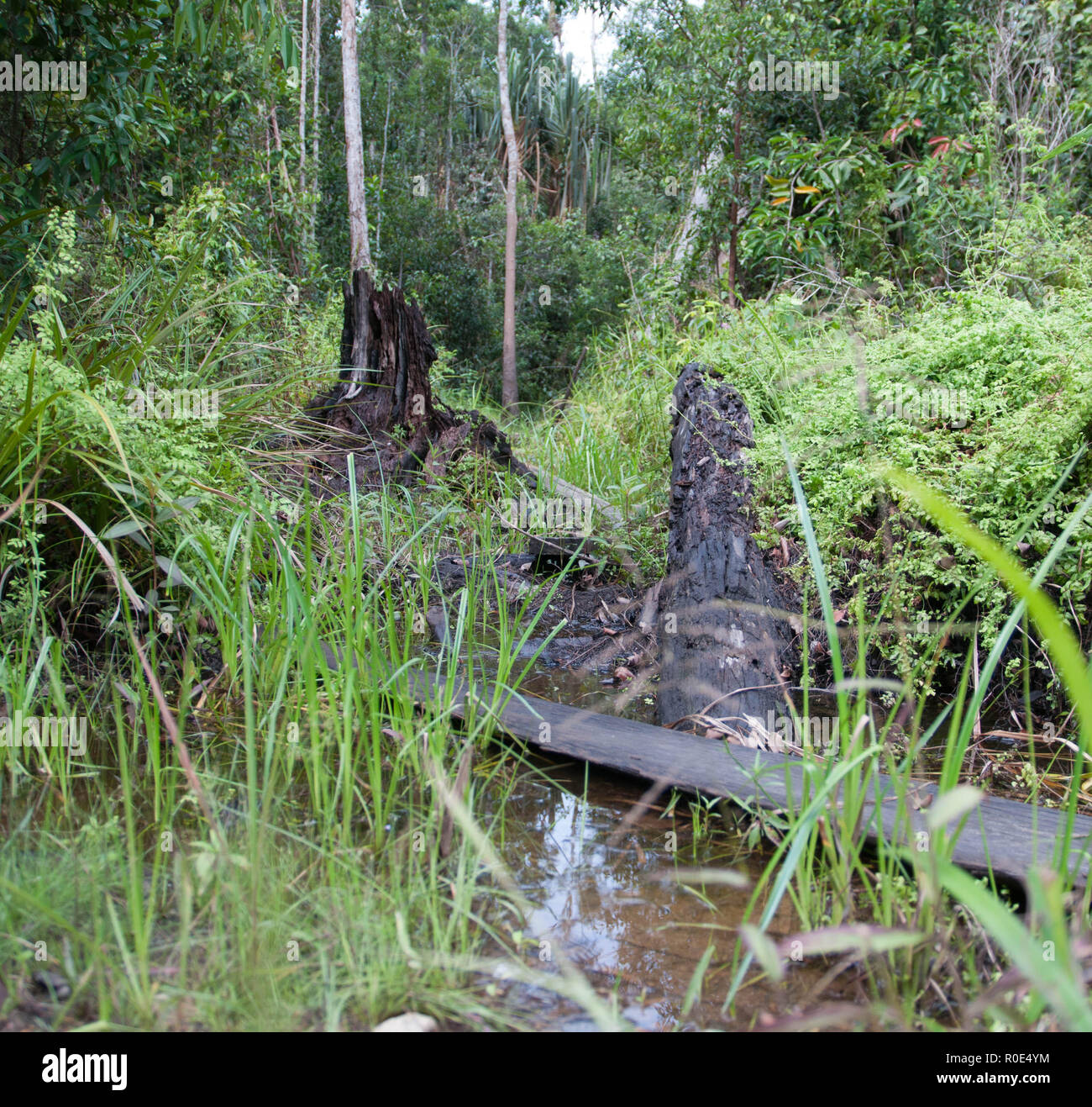 Trails swamp hi-res stock photography and images - Alamy