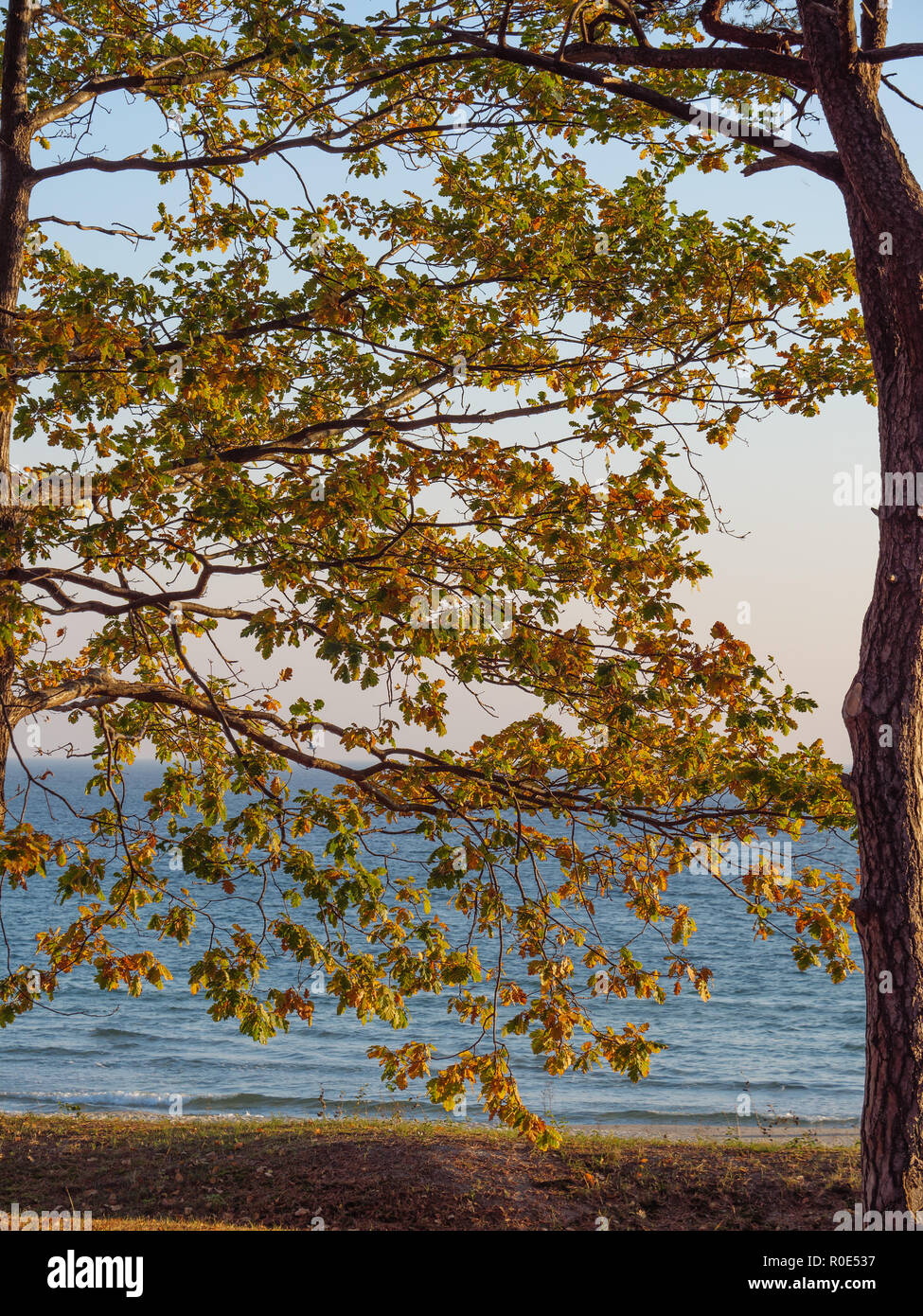morning at the beach Stock Photo - Alamy