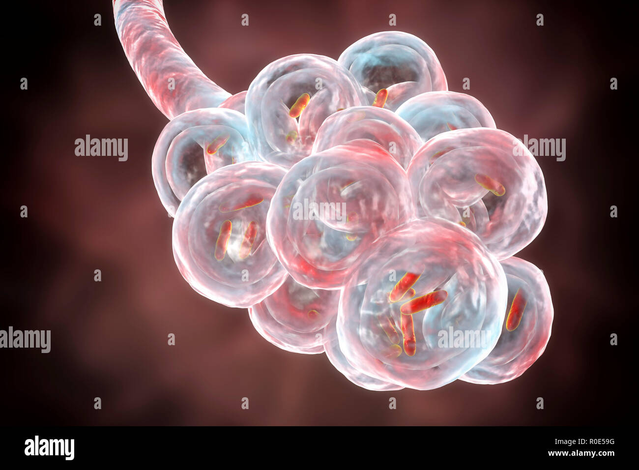 Alveoli Gas Exchange Animation