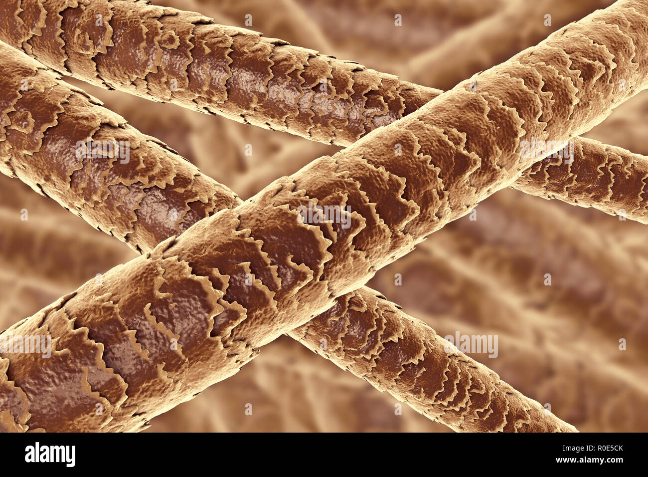 Human Hair Root Under Microscope