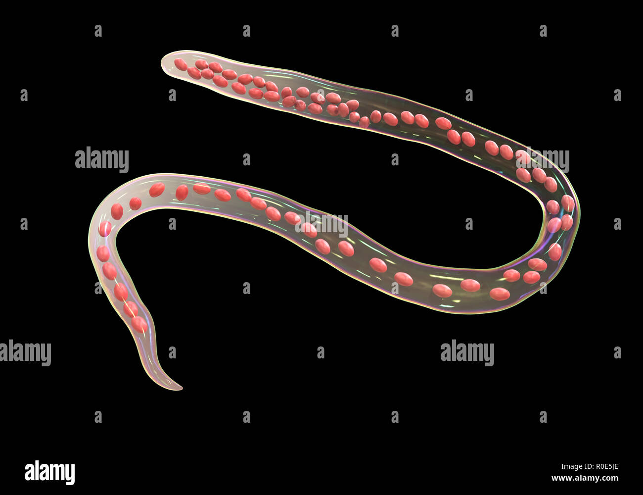 Computer illustration of Mansonella ozzardi, a roundworm nematode that ...