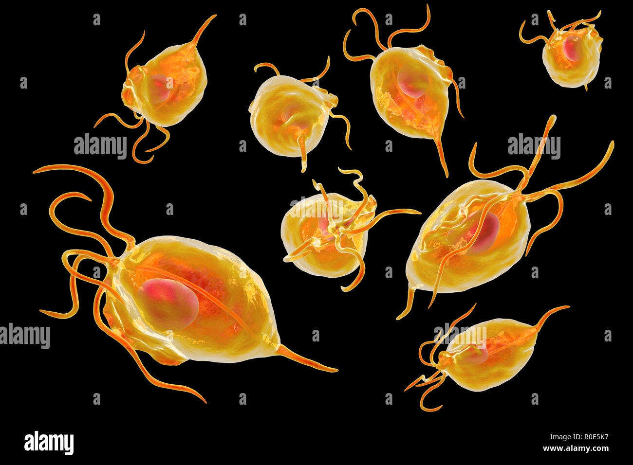 Trichomonas vaginalis hi-res stock photography and images - Alamy