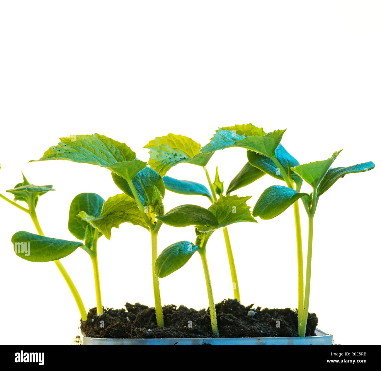Young plant shoot hi-res stock photography and images - Alamy