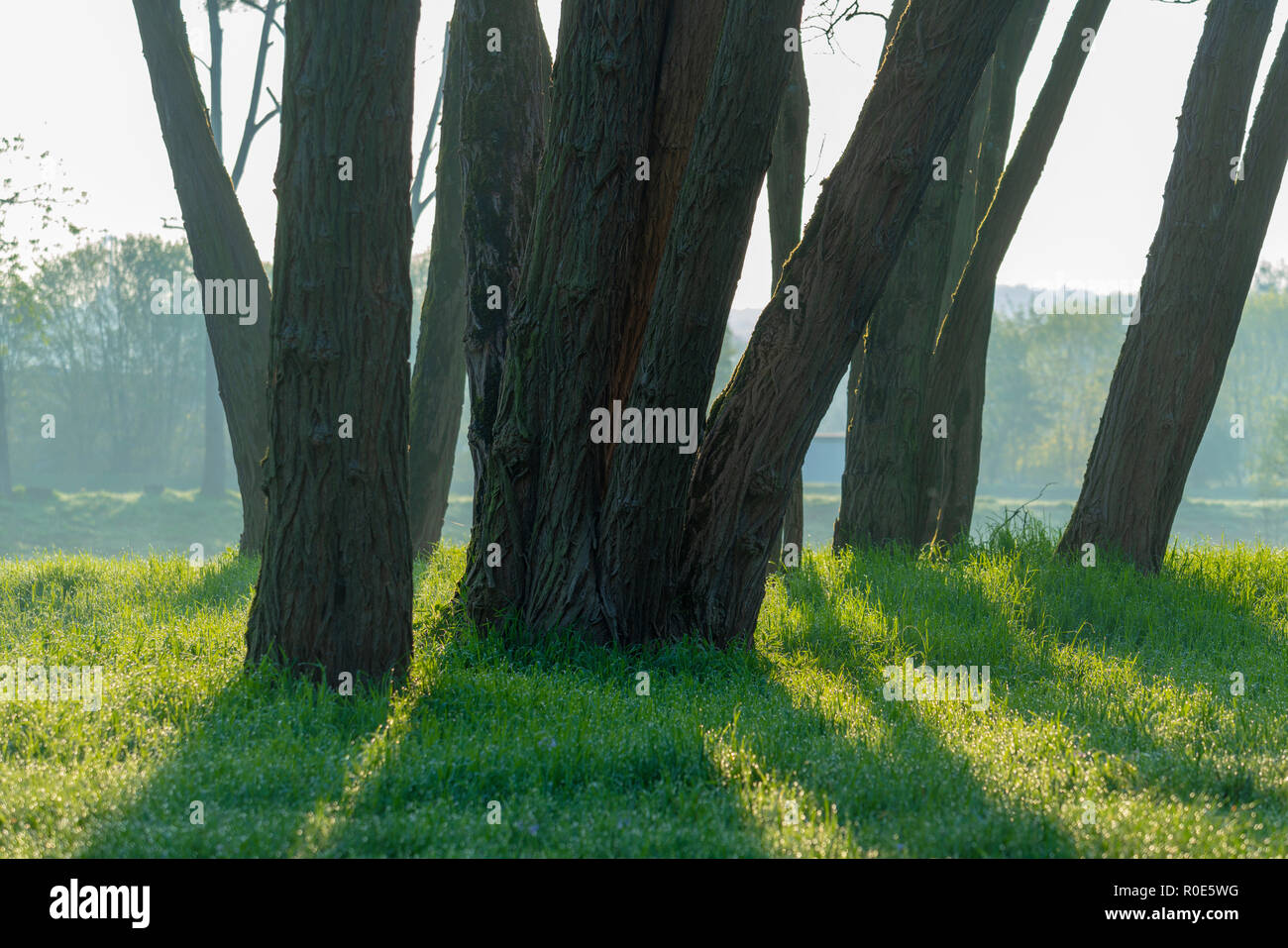 Group of tree trunks hi-res stock photography and images - Alamy