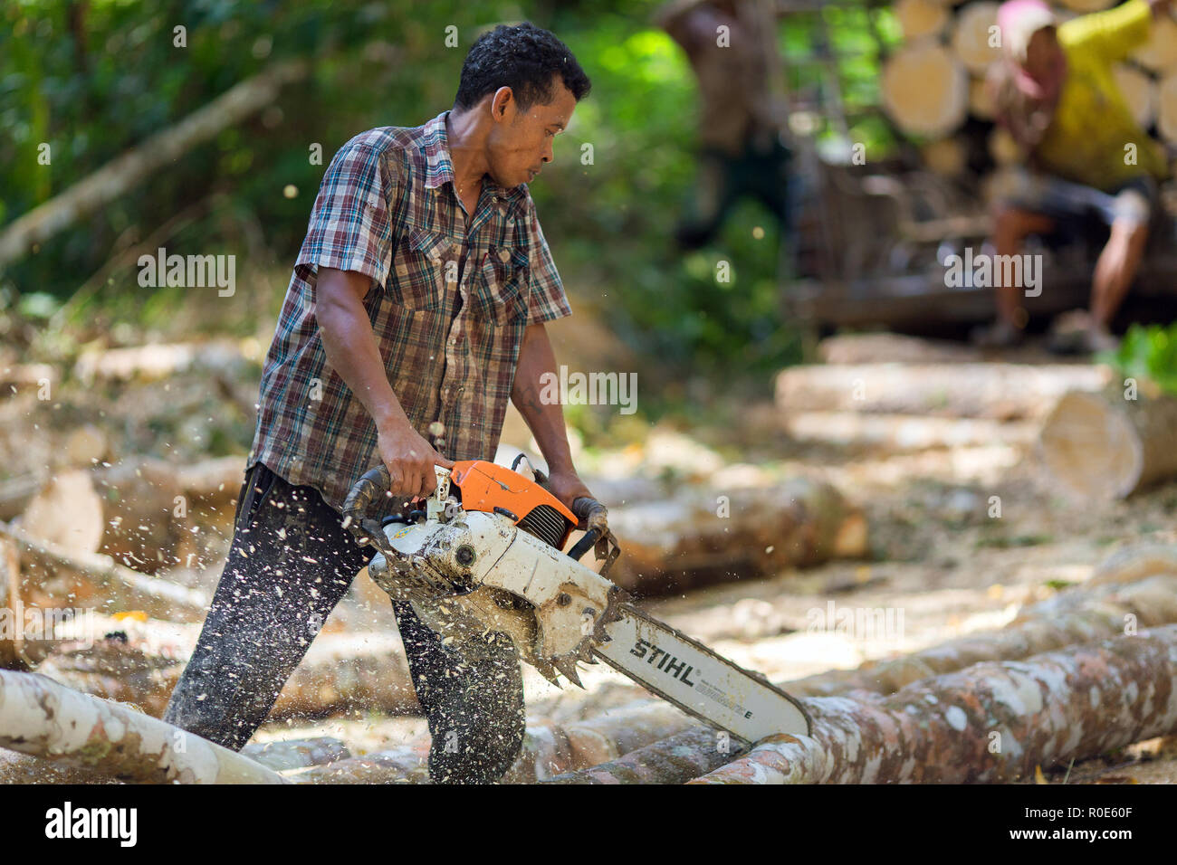 Lumberjack cutting rubber tree with chainsaw for industrial ...
