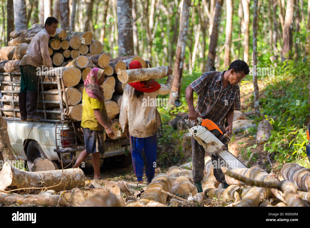 Lumberjack cutting rubber tree with chainsaw for industrial ...
