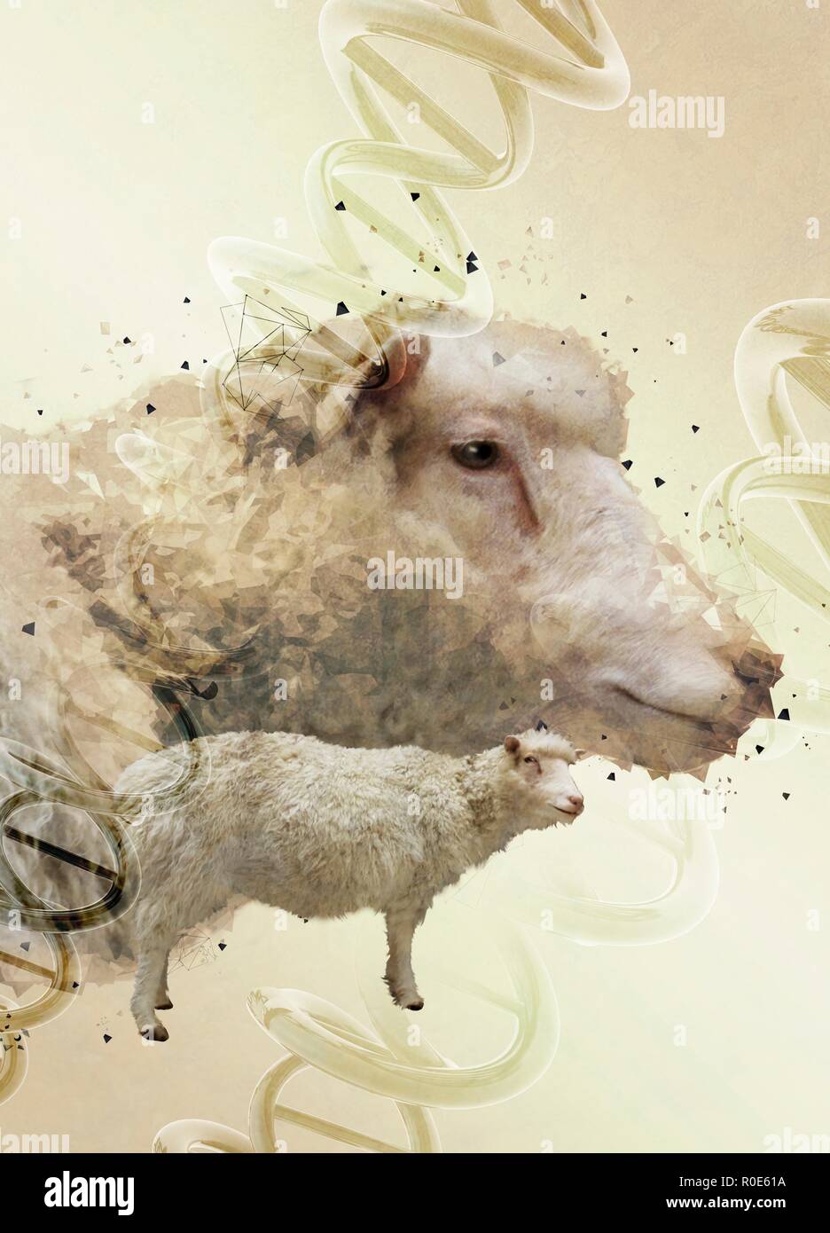 Sheep cloning, conceptual illustration Stock Photo - Alamy