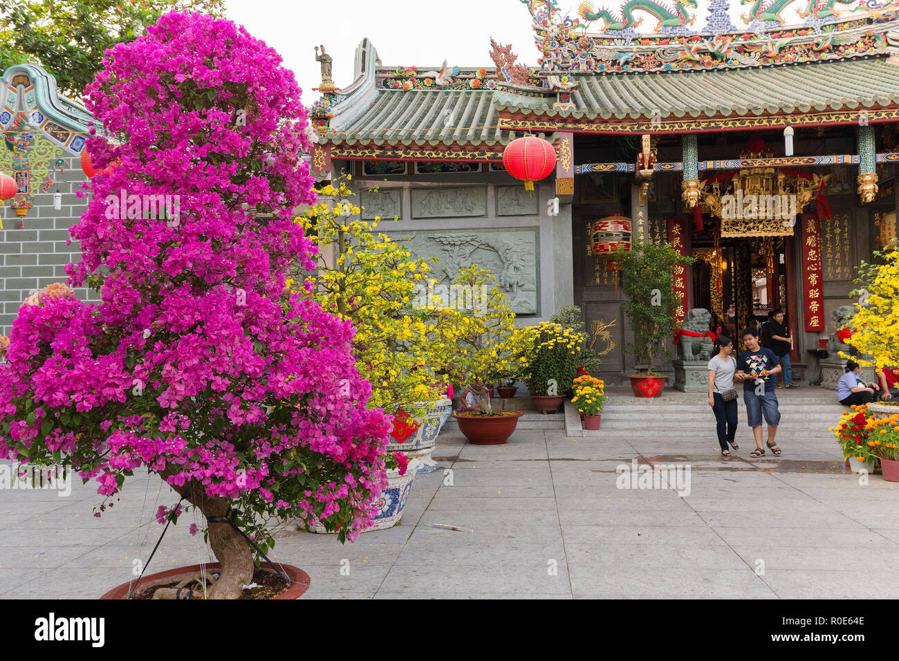 Hoa Mai tree (Ochna Integerrima) and bougainvillea in Saigon temple's ...