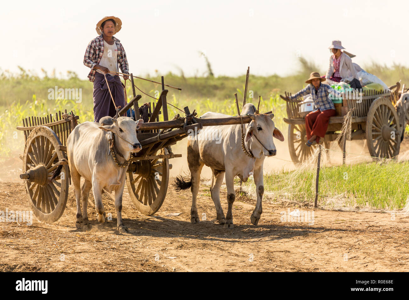 BAGAN, MYANMAR, JANUARY 21, 2015 : Burmese farmers driving an oxcart ...