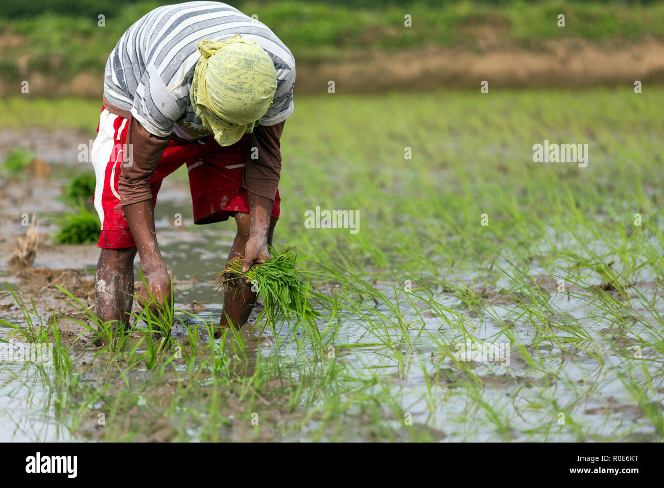 Worker planting rice in the field, Philippines Stock Photo - Alamy
