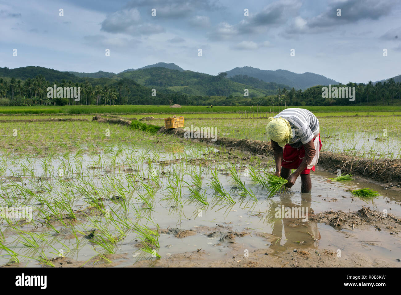 Worker planting rice in the field, Philippines Stock Photo - Alamy