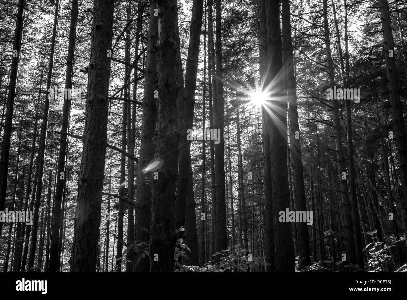 Dark natural background of black and white pine forest landscape ...