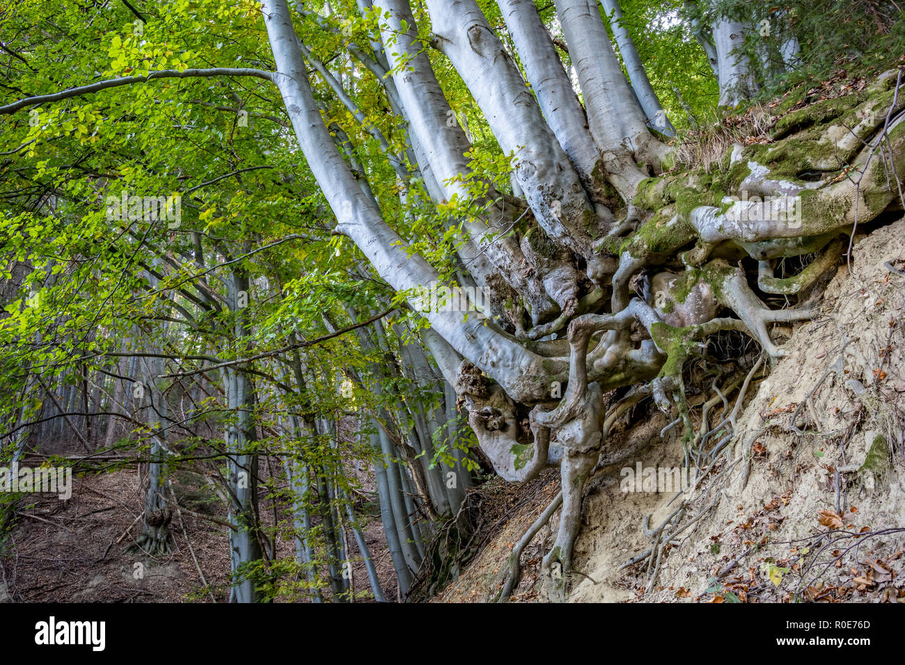 Root system hi-res stock photography and images - Alamy