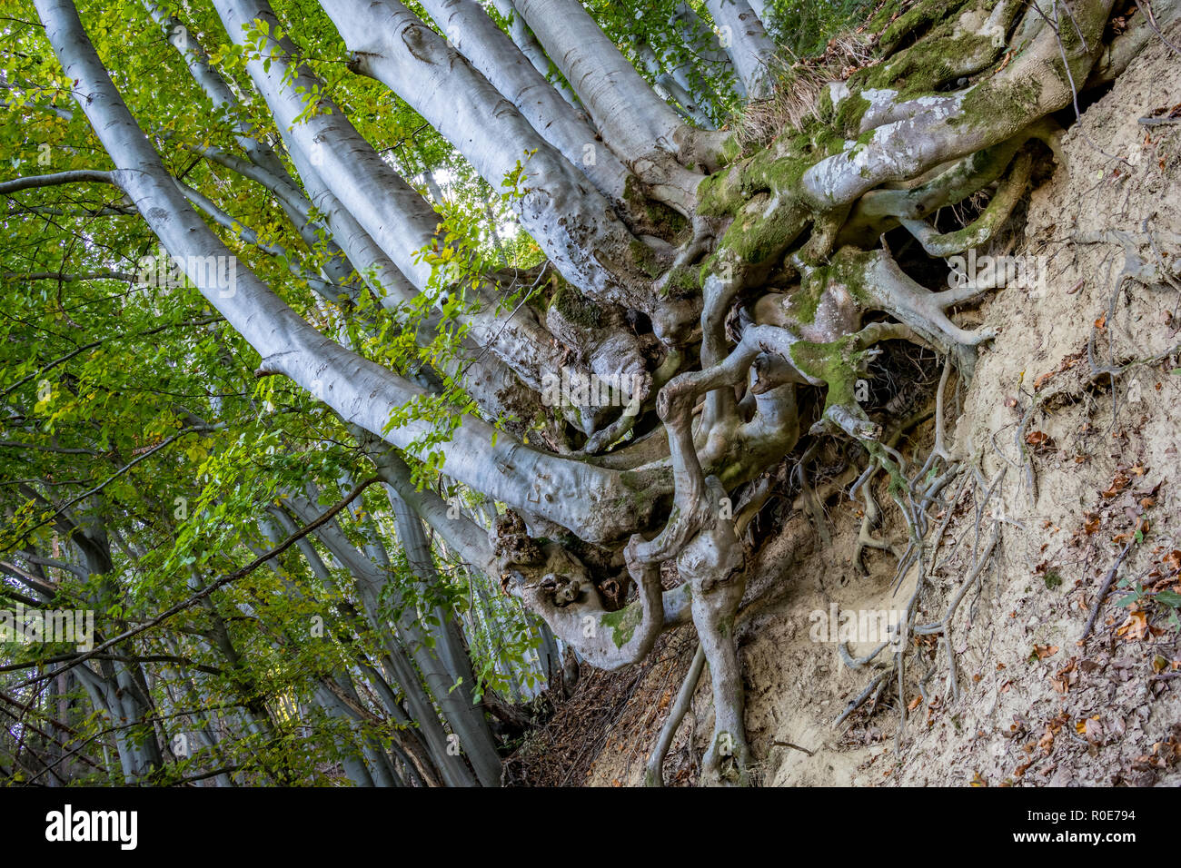 Tree root system hi-res stock photography and images - Alamy