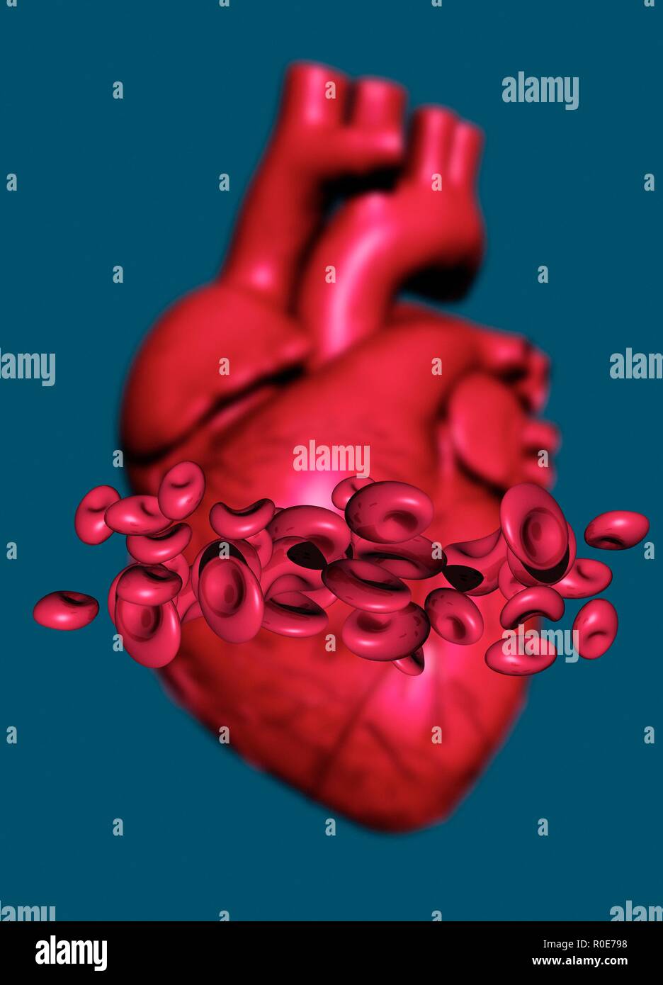 Human heart and red blood cells, illustration Stock Photo - Alamy